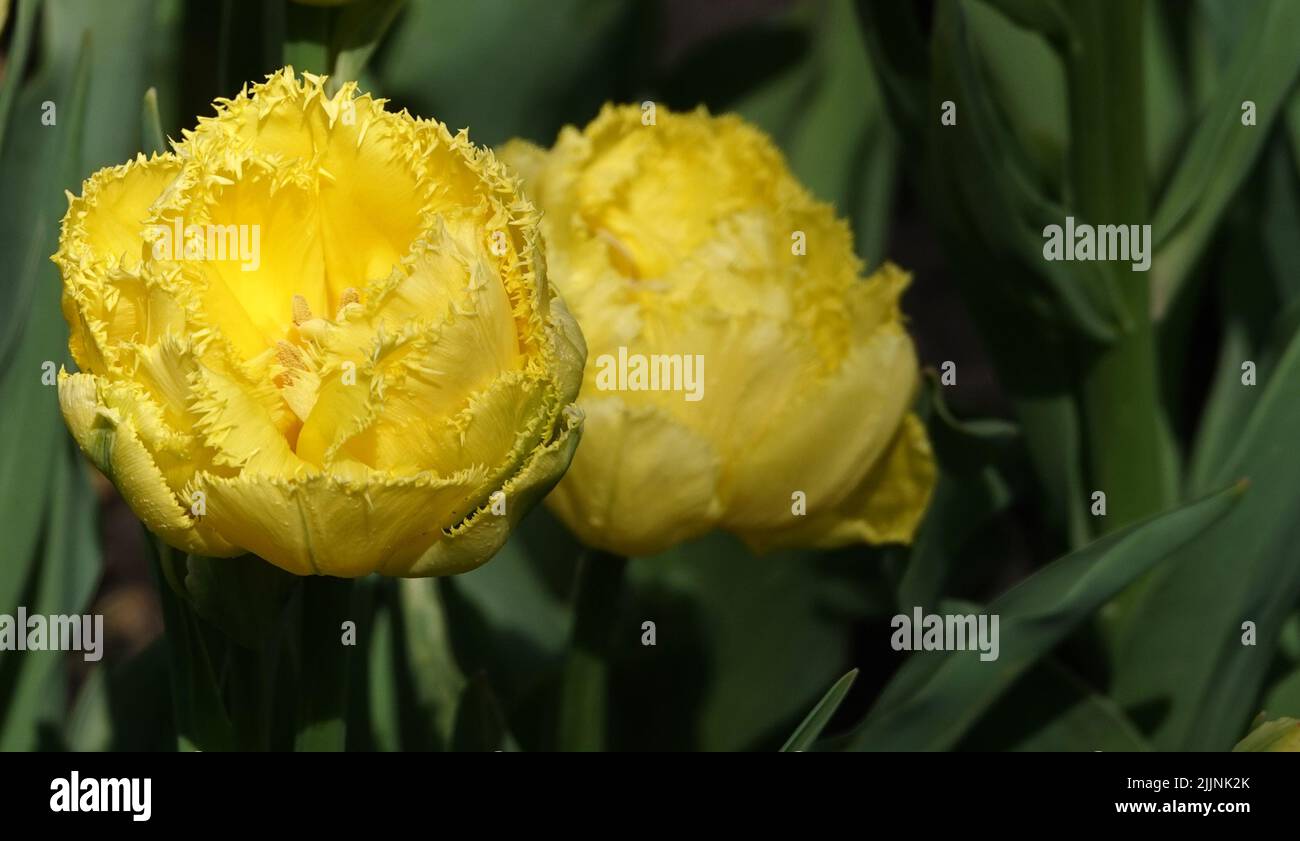 Tulips of different varieties and colors planted in the parks of the ...