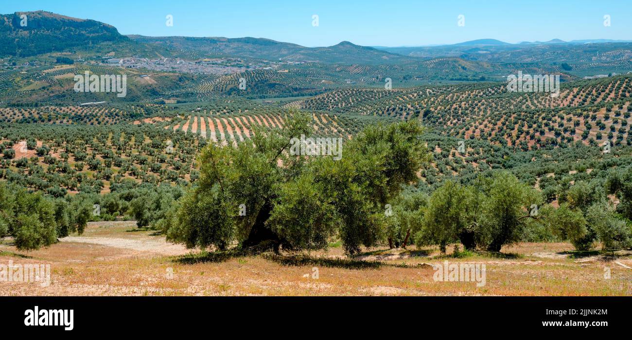 a view of a large olive grove in Rute, Andalusia, Spain, and the small ...