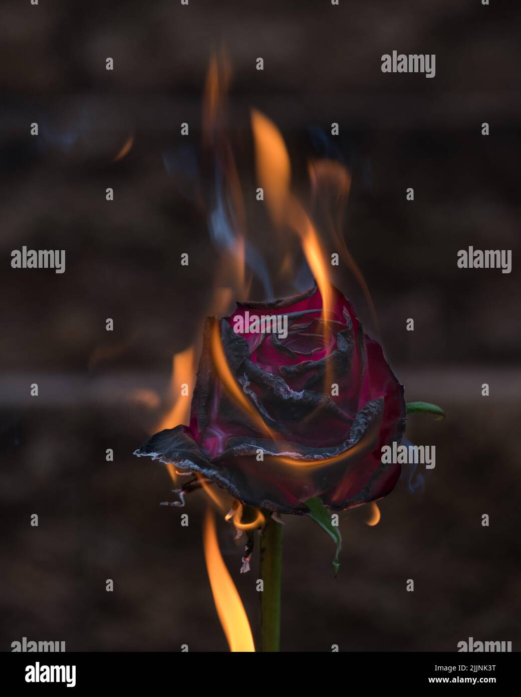 A vertical closeup shot of the burning red rose on the blurry ...