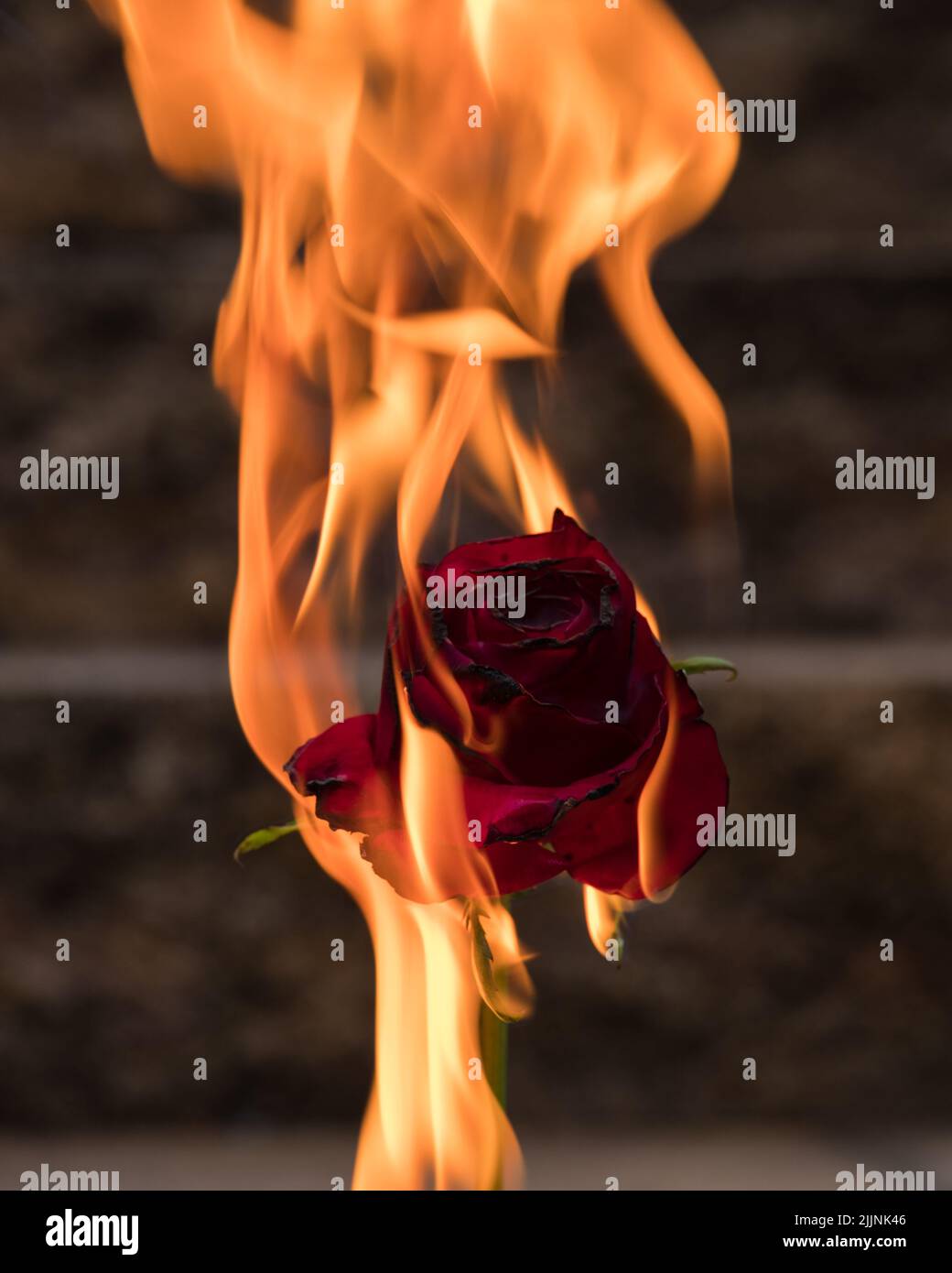 A vertical closeup shot of the burning red rose on the blurry ...