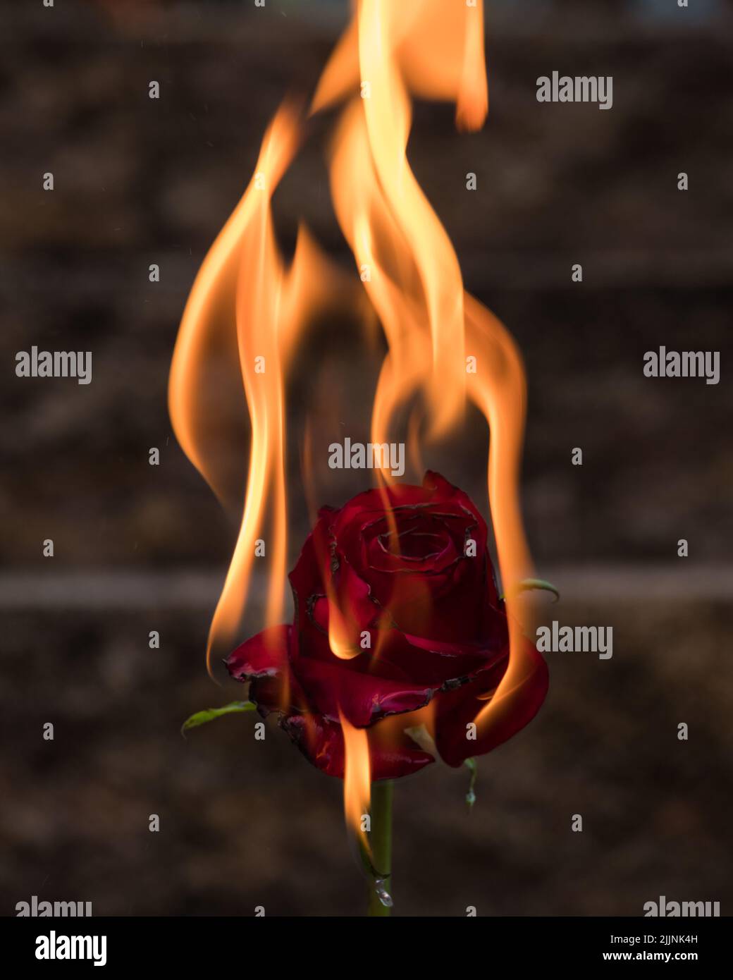 A vertical closeup shot of the burning red rose on the blurry ...