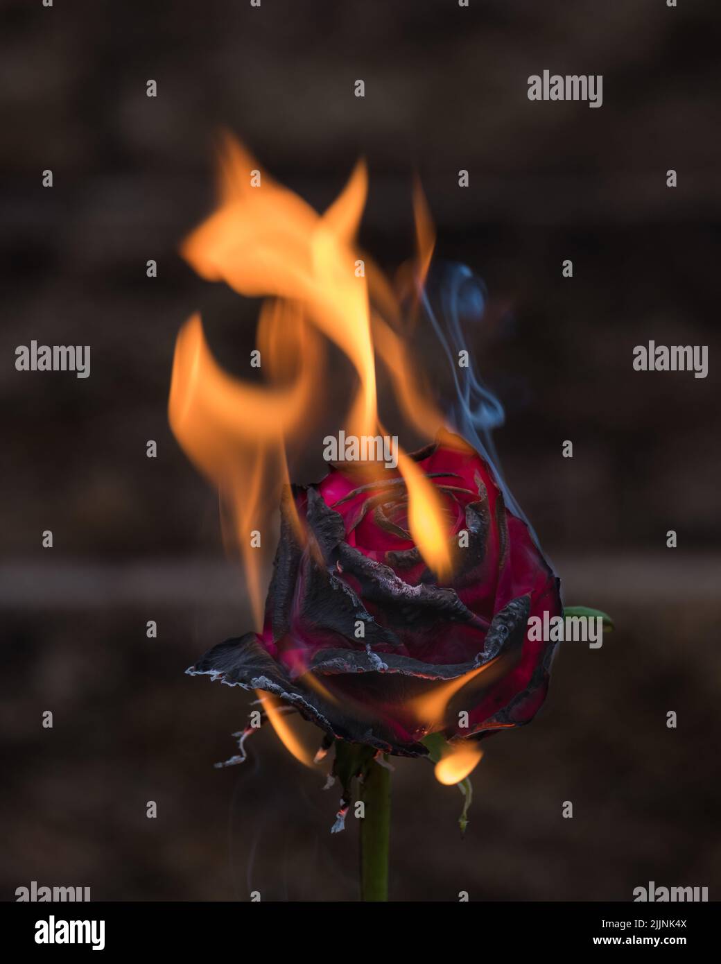 A vertical closeup shot of the burning red rose on the blurry ...