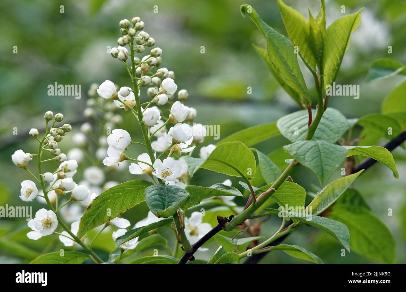 In spring, lilac trees bloom in large clusters of flowers Stock Photo ...