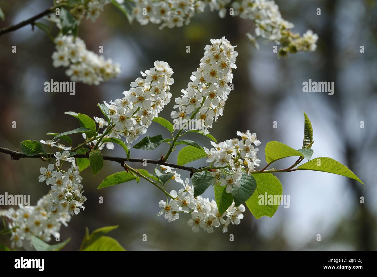 In spring, lilac trees bloom in large clusters of flowers shot close-up ...