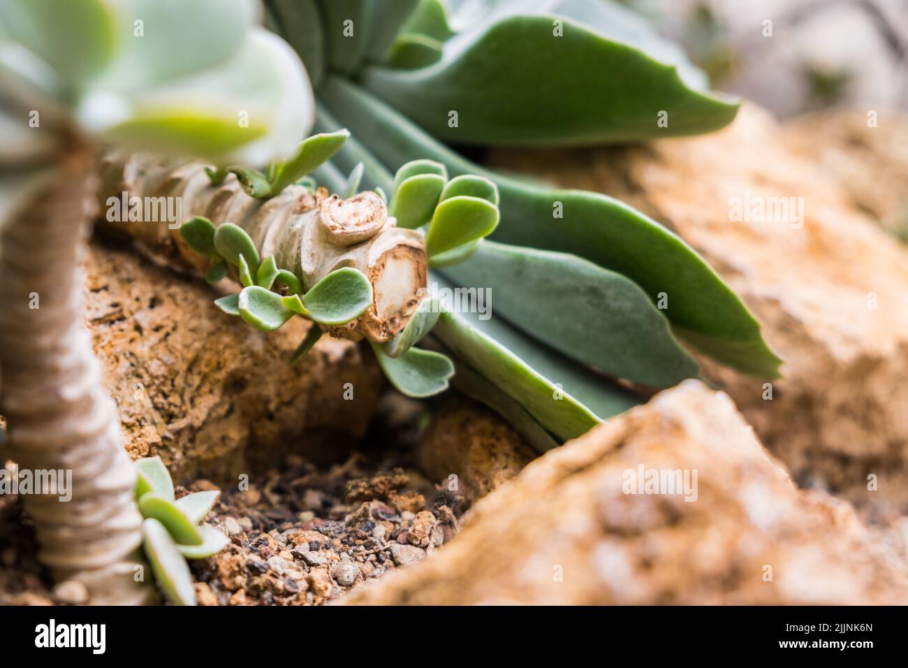 Desert detail hi-res stock photography and images - Alamy