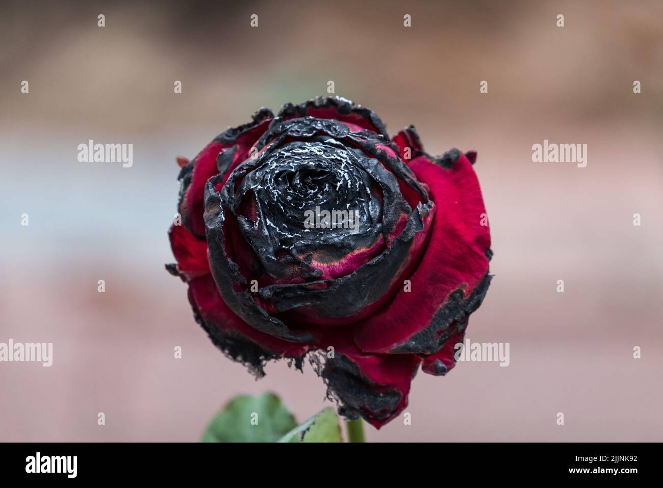 Rose texture hi-res stock photography and images - Alamy