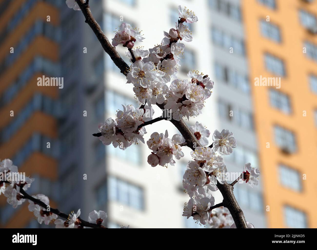 In spring, flowers on fruit trees bloom from the buds Stock Photo - Alamy