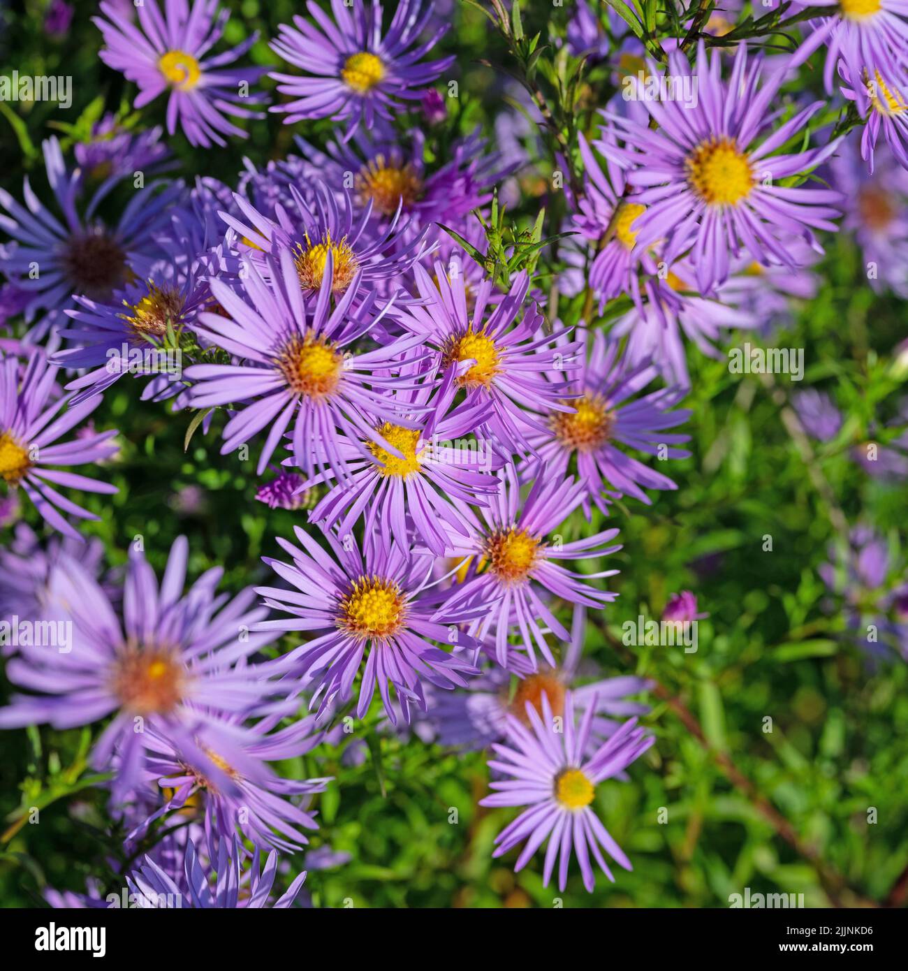 Flowering autumn aster, symphyotrichum, in the garden Stock Photo - Alamy