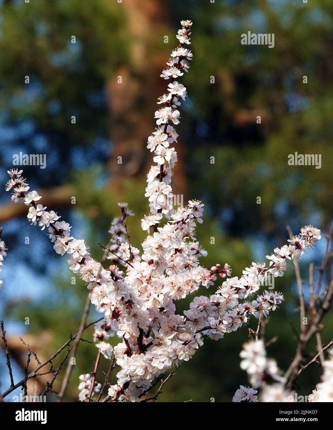 In spring, flowers on fruit trees bloom from the buds Stock Photo - Alamy