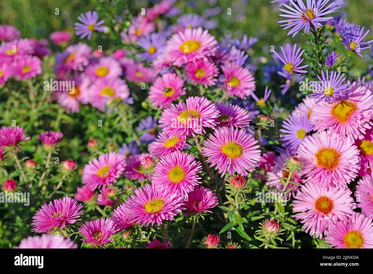 Flowering autumn aster, symphyotrichum, in the garden Stock Photo - Alamy
