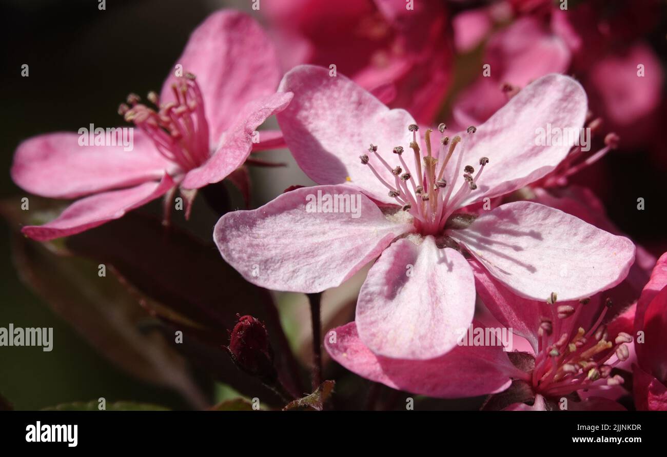 In spring, flowers on fruit trees bloom from the buds shot close-up ...