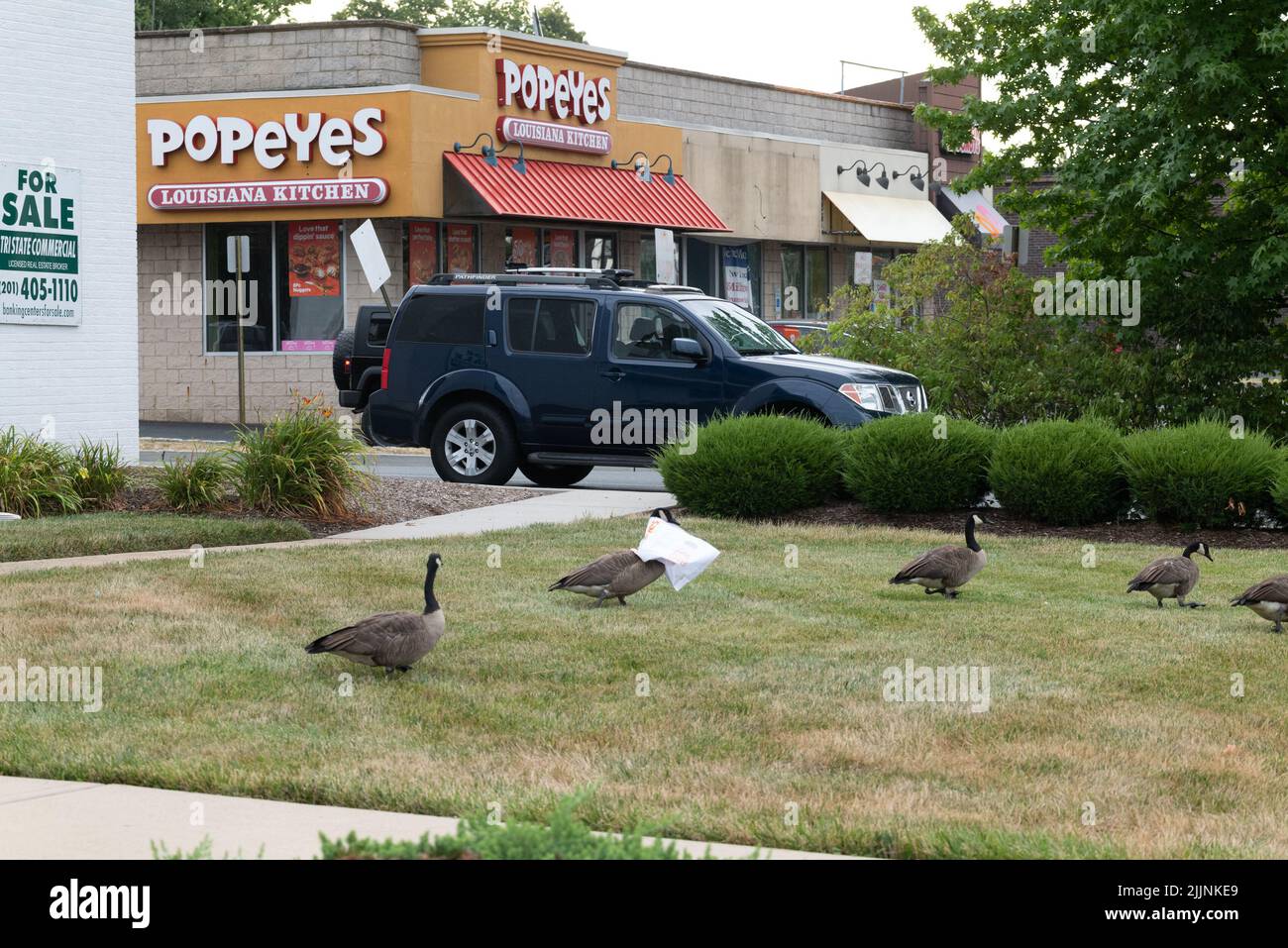 North Brunswick, New Jersey, USA. 27th July, 2022. A family of geese ...