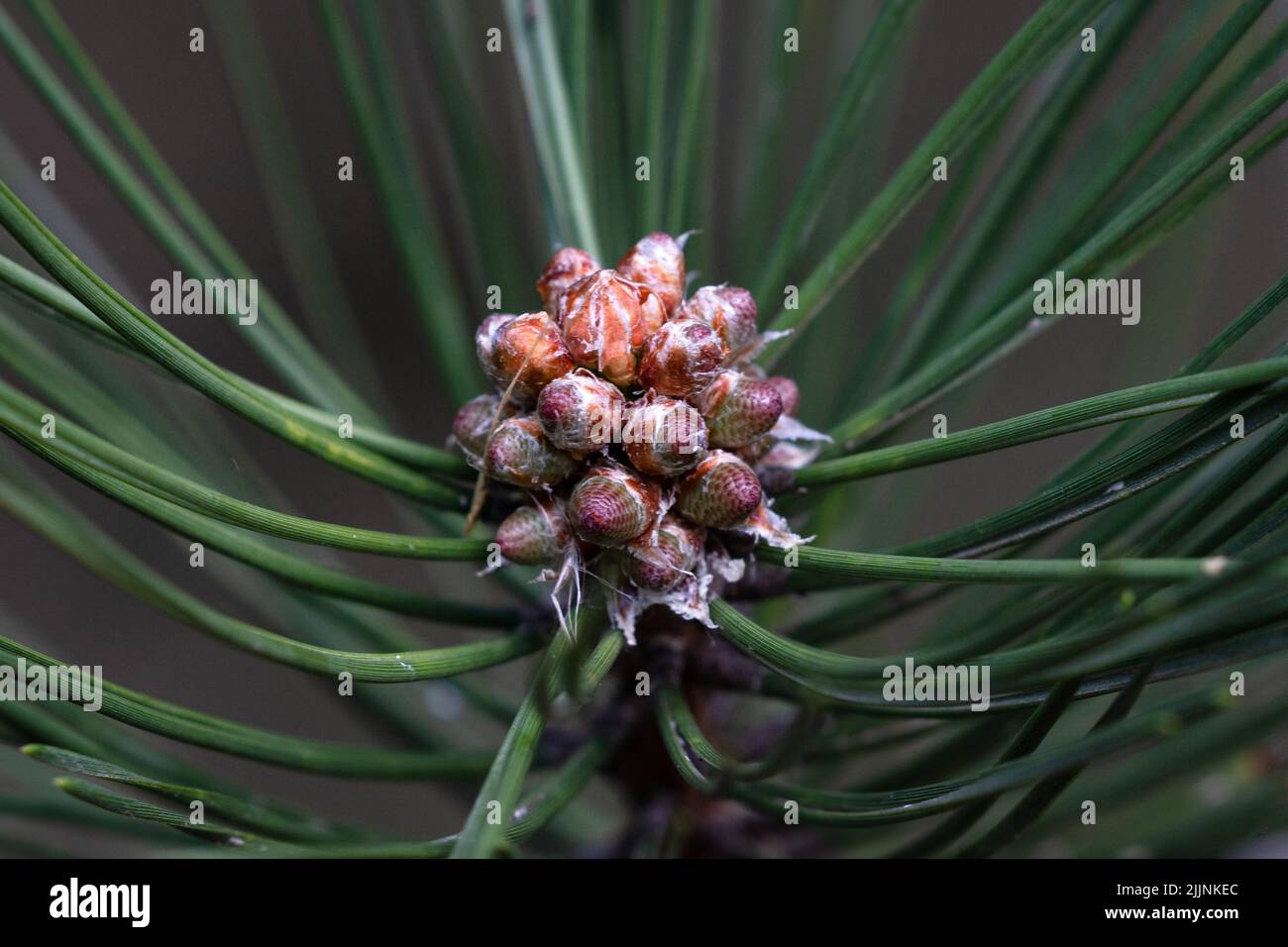 Closeup shot blooming pine hi-res stock photography and images - Alamy
