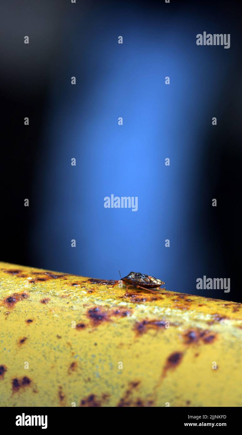 Closeup vertical shot rusty hi-res stock photography and images - Alamy