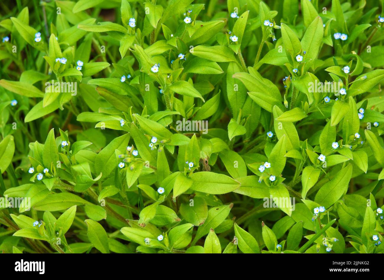 Flowers of Ukrainian land growing in a field, forest and garden Stock ...
