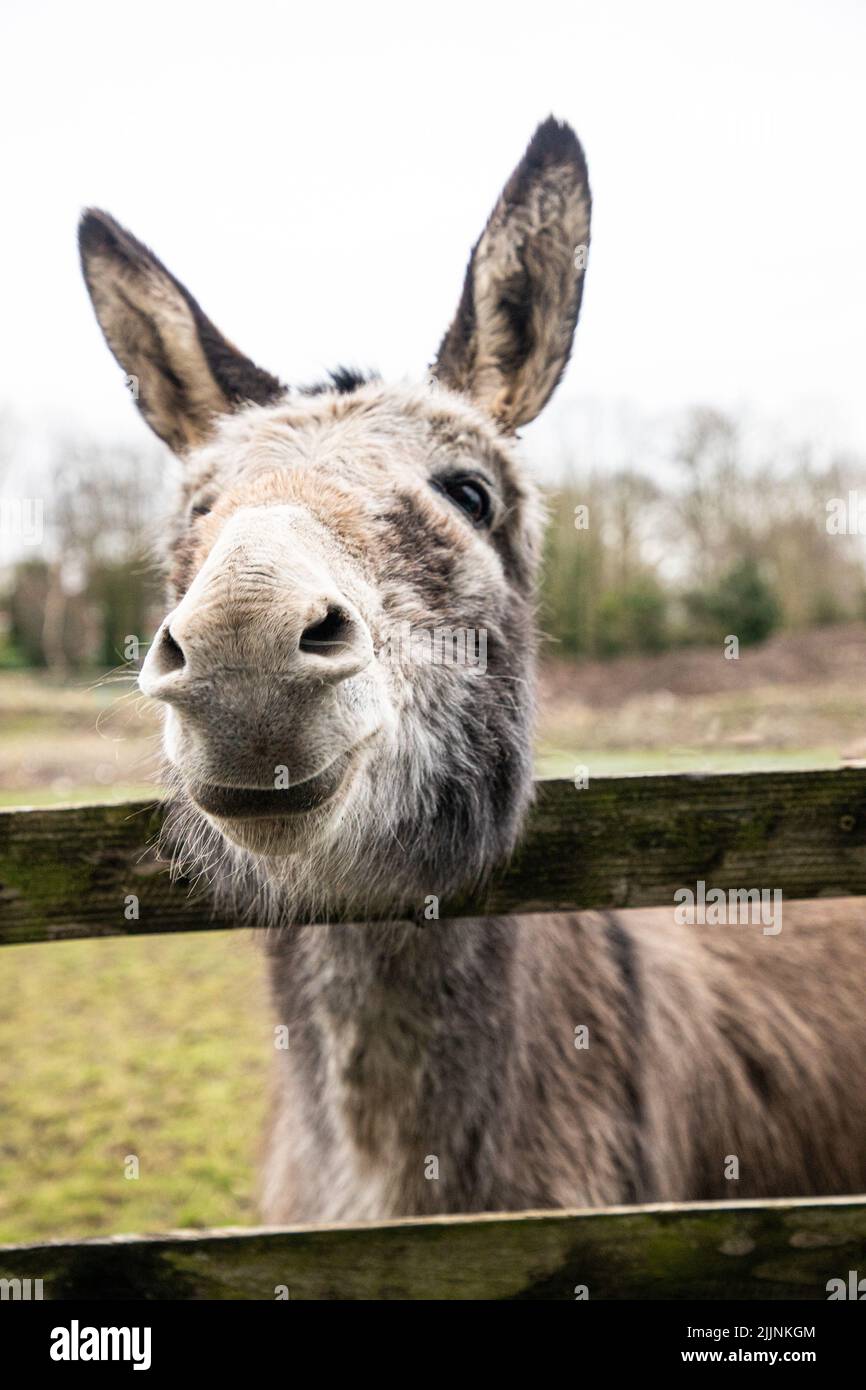 A cute curious farmyard donkey peering over a fence and looking at the ...