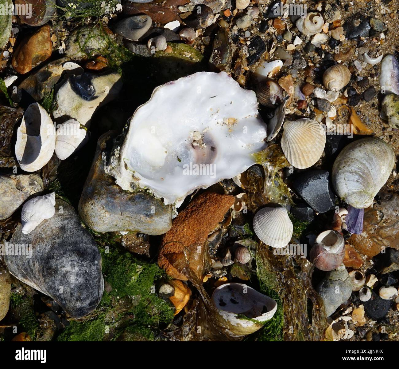 English oyster shells hi-res stock photography and images - Alamy