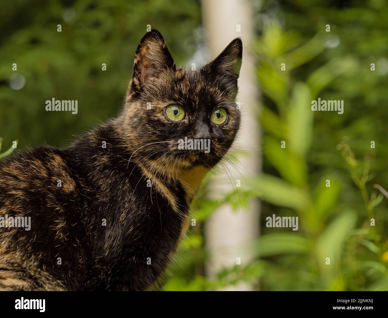Wallpaper cat hi-res stock photography and images - Alamy