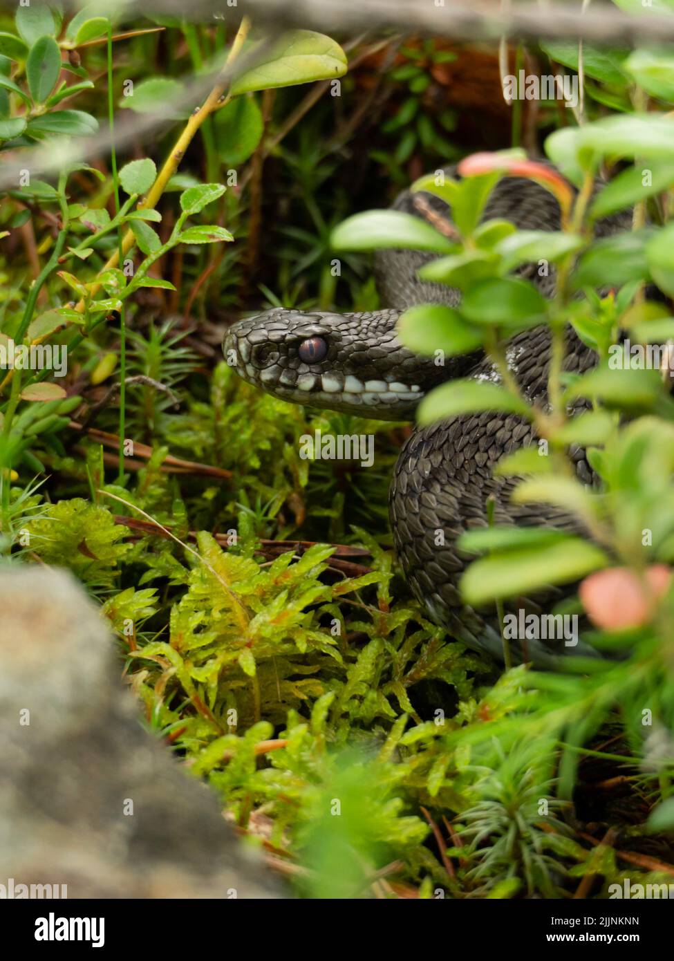 Black adder snake hi-res stock photography and images - Alamy