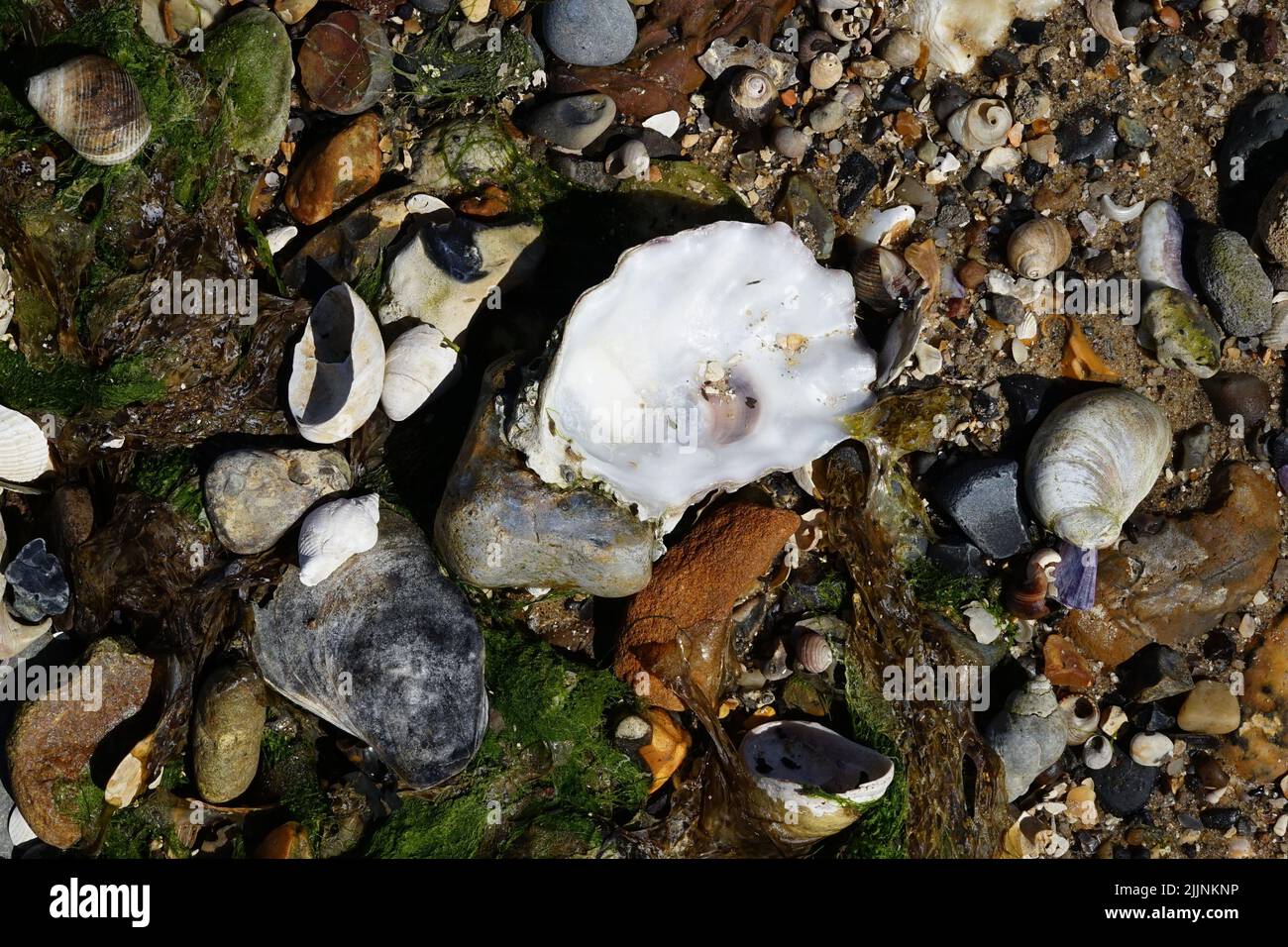 Shells on and English Beach Stock Photo - Alamy