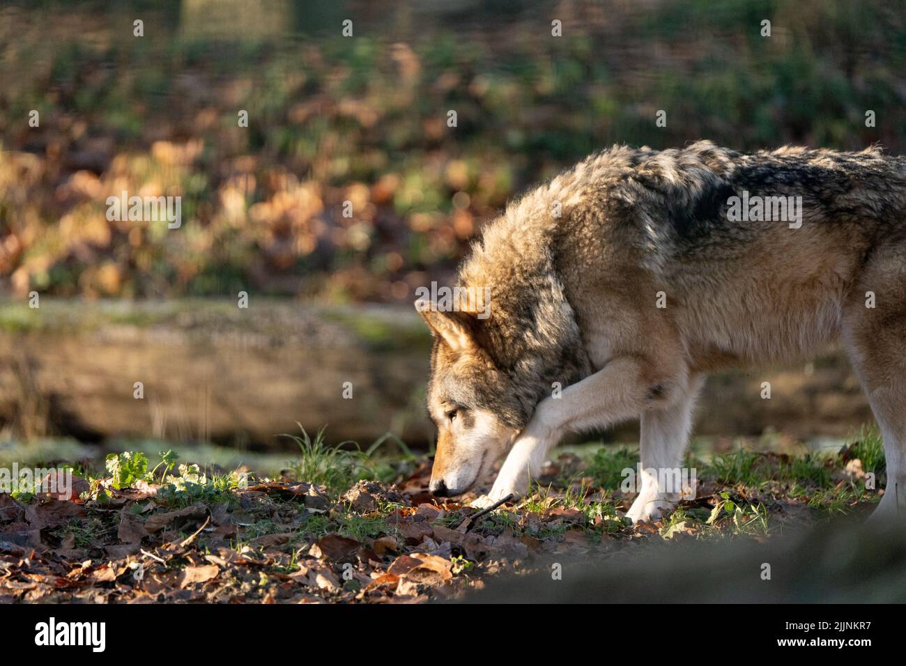Wolf sniffing ground hi-res stock photography and images - Alamy