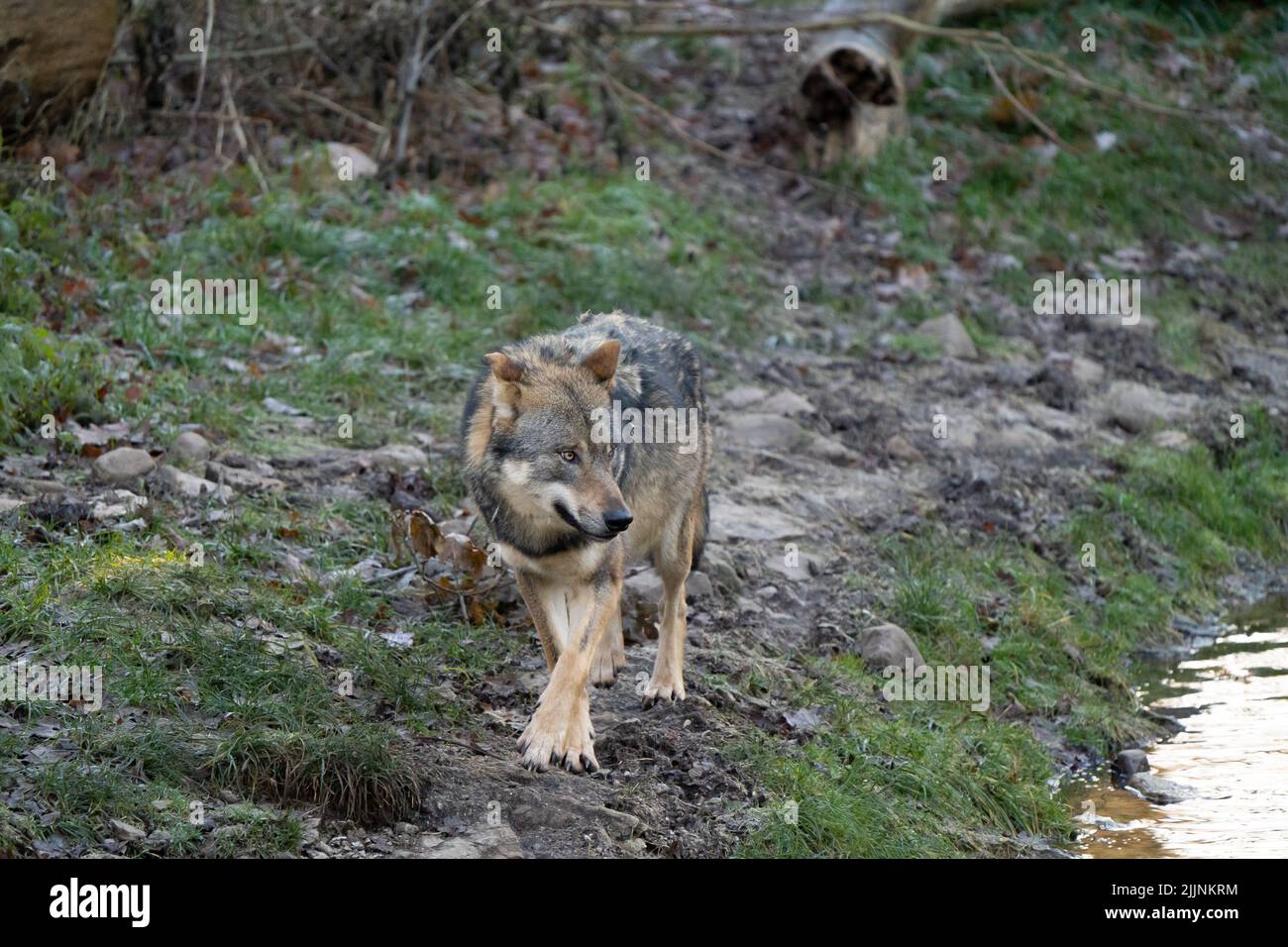 A beautiful gray wolf walking alone towards the viewer in the forest ...