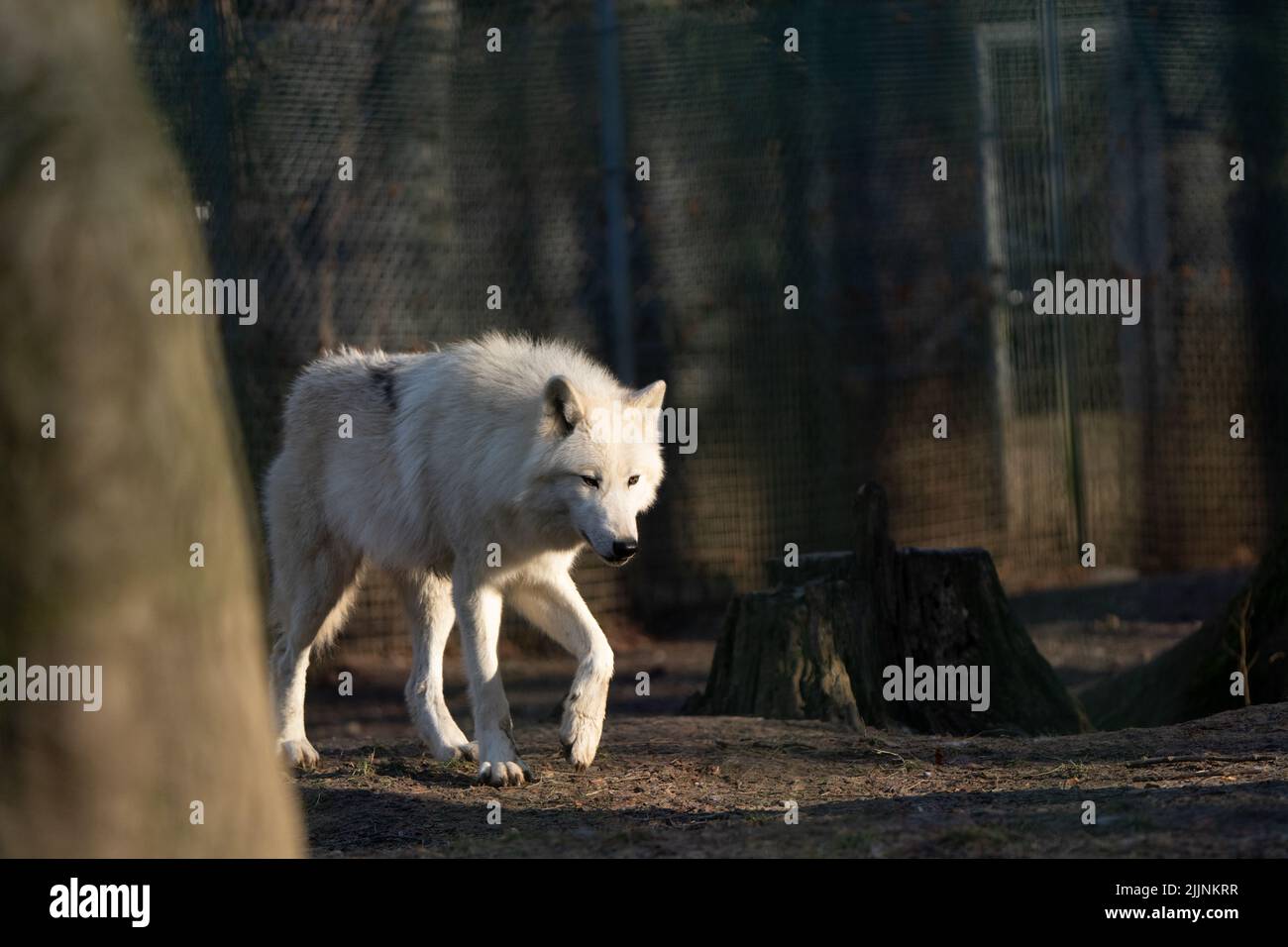 A beautiful Arctic wolf or polar wolf with white fur walking alone in a ...