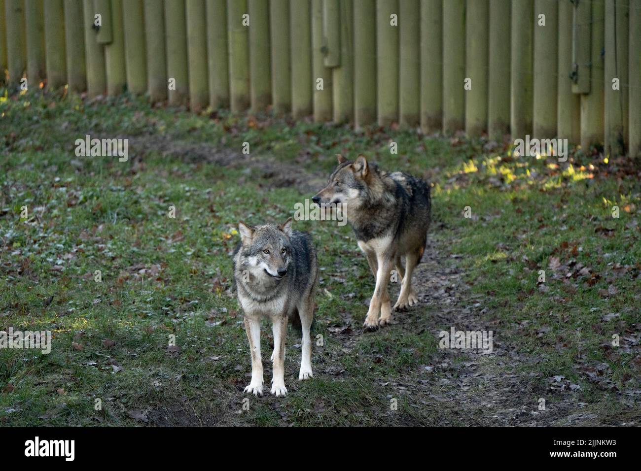 Two beautiful gray wolves looking around while standing in nature Stock ...