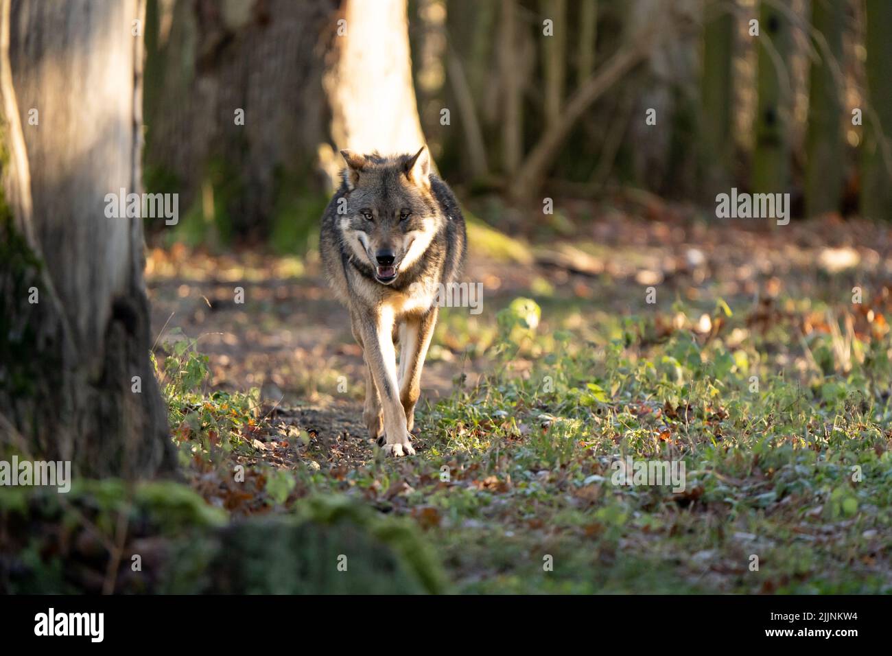 A beautiful gray wolf walking alone towards the viewer in the forest ...