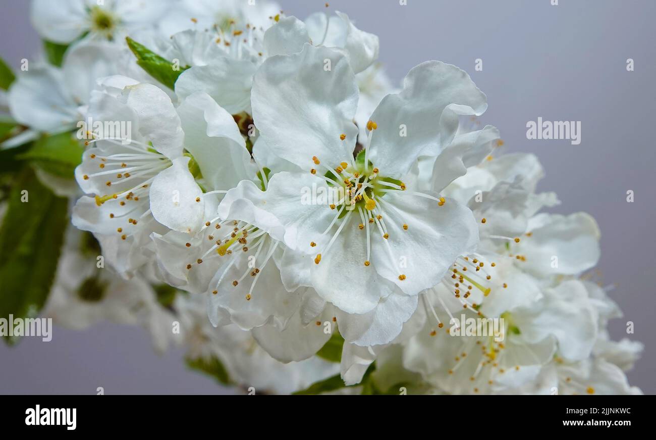 Before pollination hi-res stock photography and images - Alamy