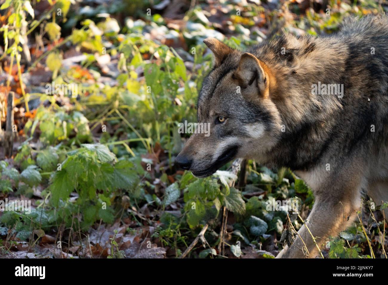 A side view of a beautiful wolf looking at a distance in the sunny ...