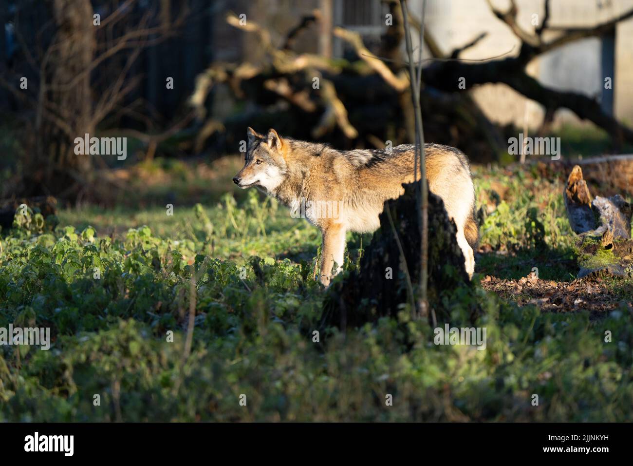 A side view of a beautiful wolf looking at a distance in the sunny ...