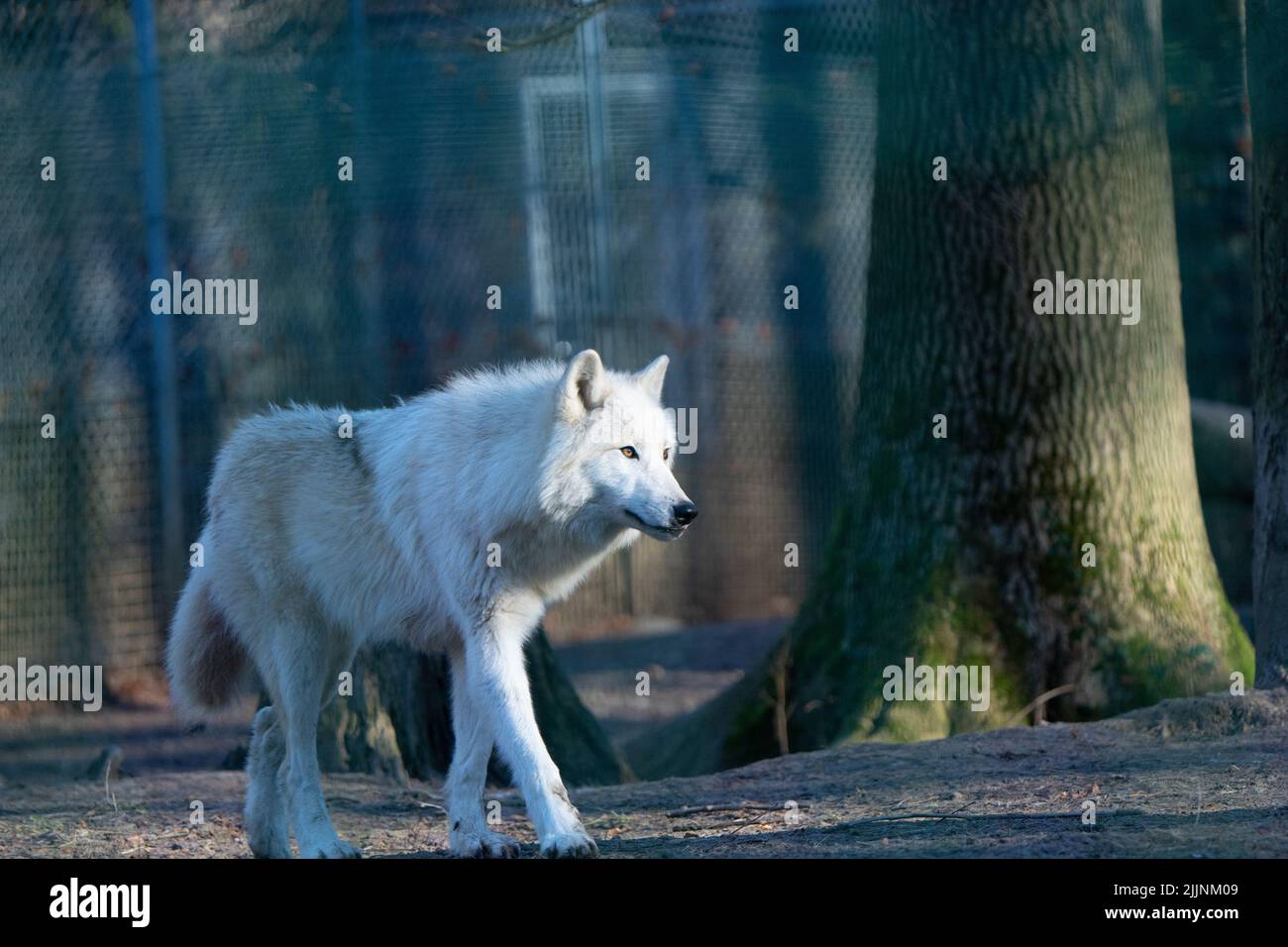 A beautiful Arctic wolf or polar wolf with white fur walking alone in a ...