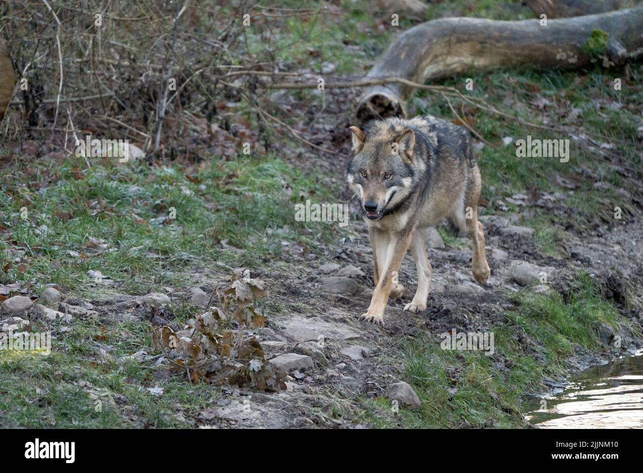 A beautiful gray wolf walking alone towards the viewer in the forest ...