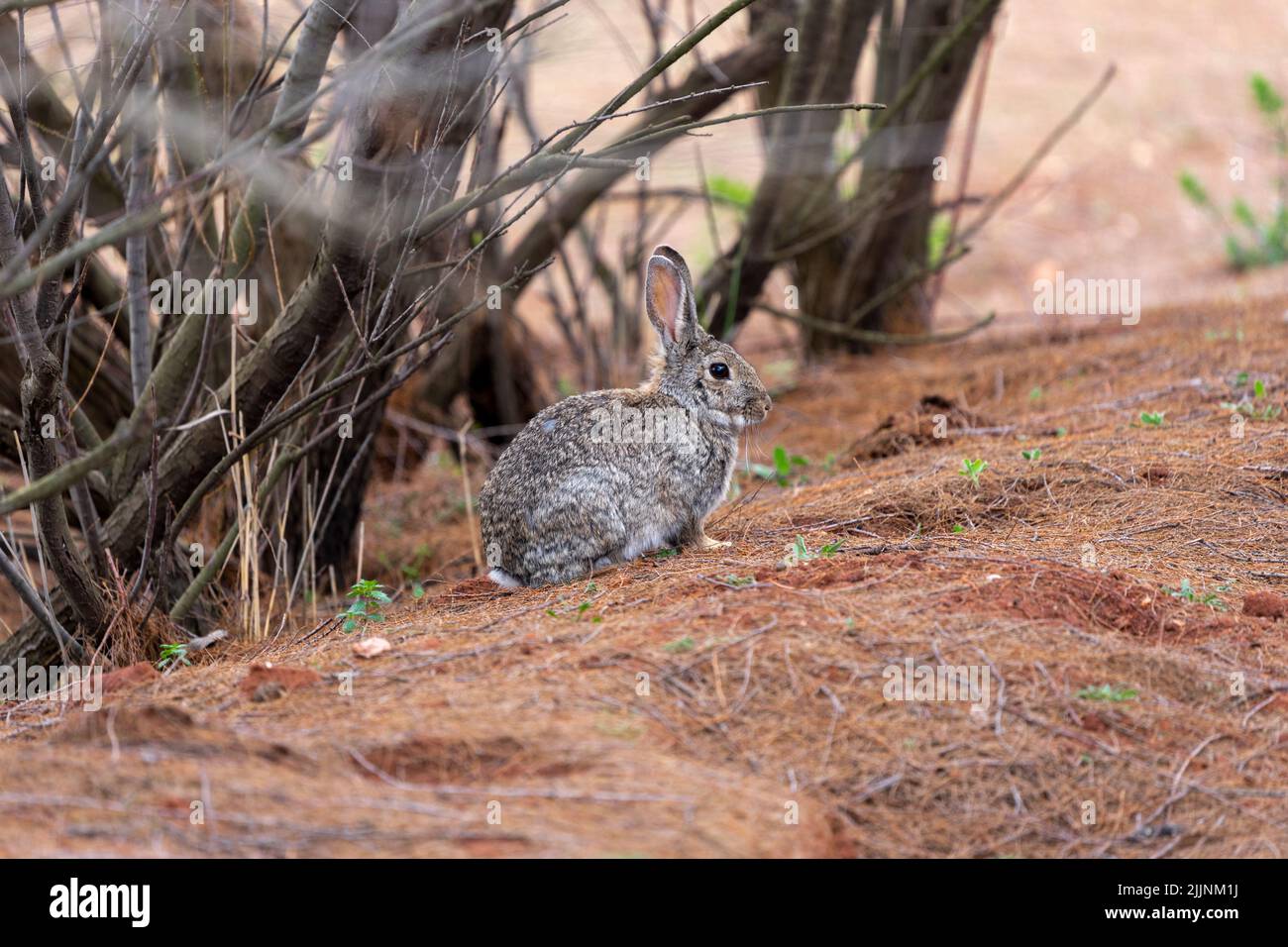 Rabbit baby shade hi-res stock photography and images - Alamy