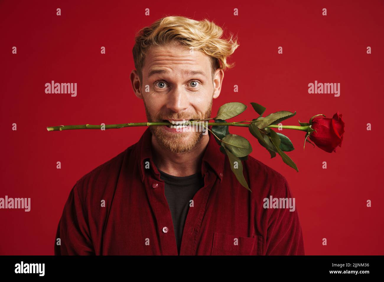 White bearded man expressing surprise while holding rose in his mouth ...