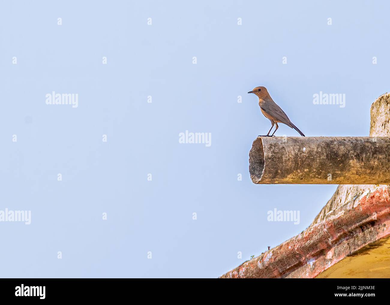 Common rock chat hi-res stock photography and images - Alamy