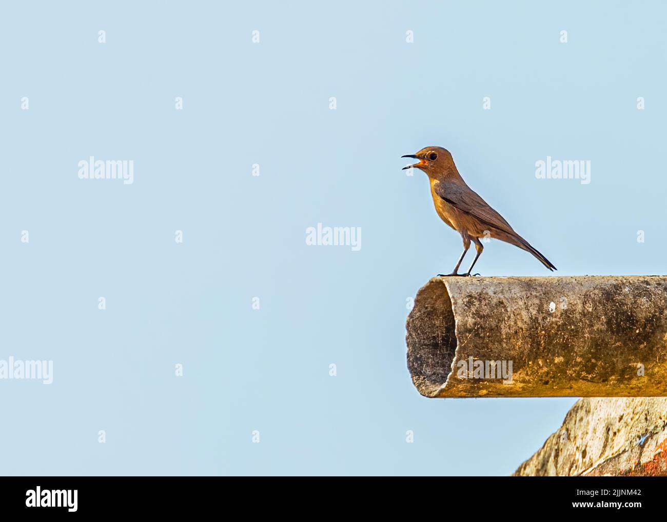 Calling of indian robin hi-res stock photography and images - Alamy
