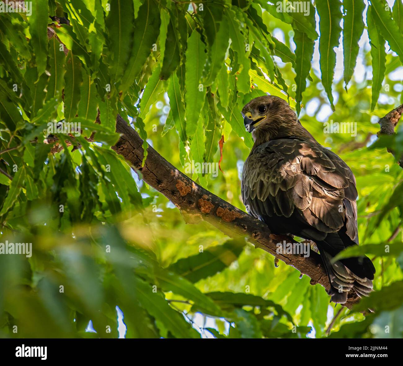 Black Kite resting in shade in afternoon Stock Photo - Alamy