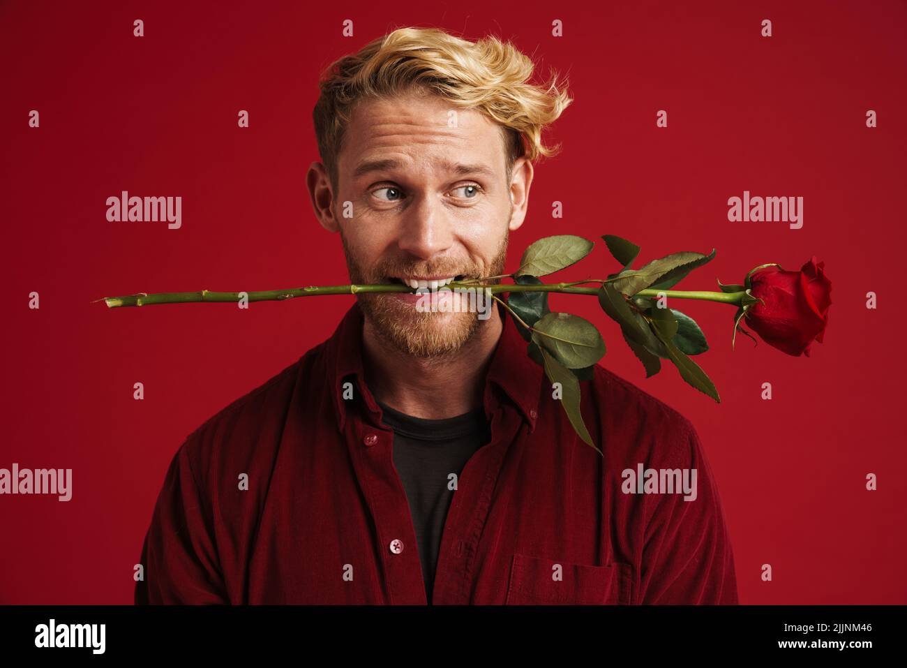 White bearded man smiling while holding rose in his mouth isolated over ...