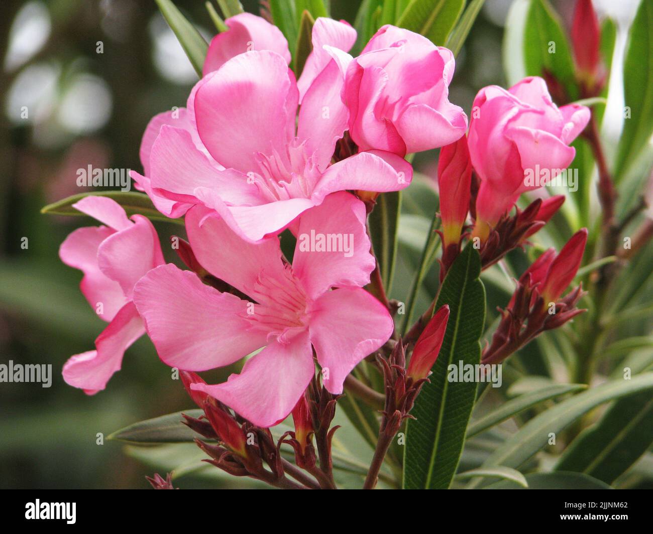 Turkey nature its flowers, plants and berries Stock Photo - Alamy