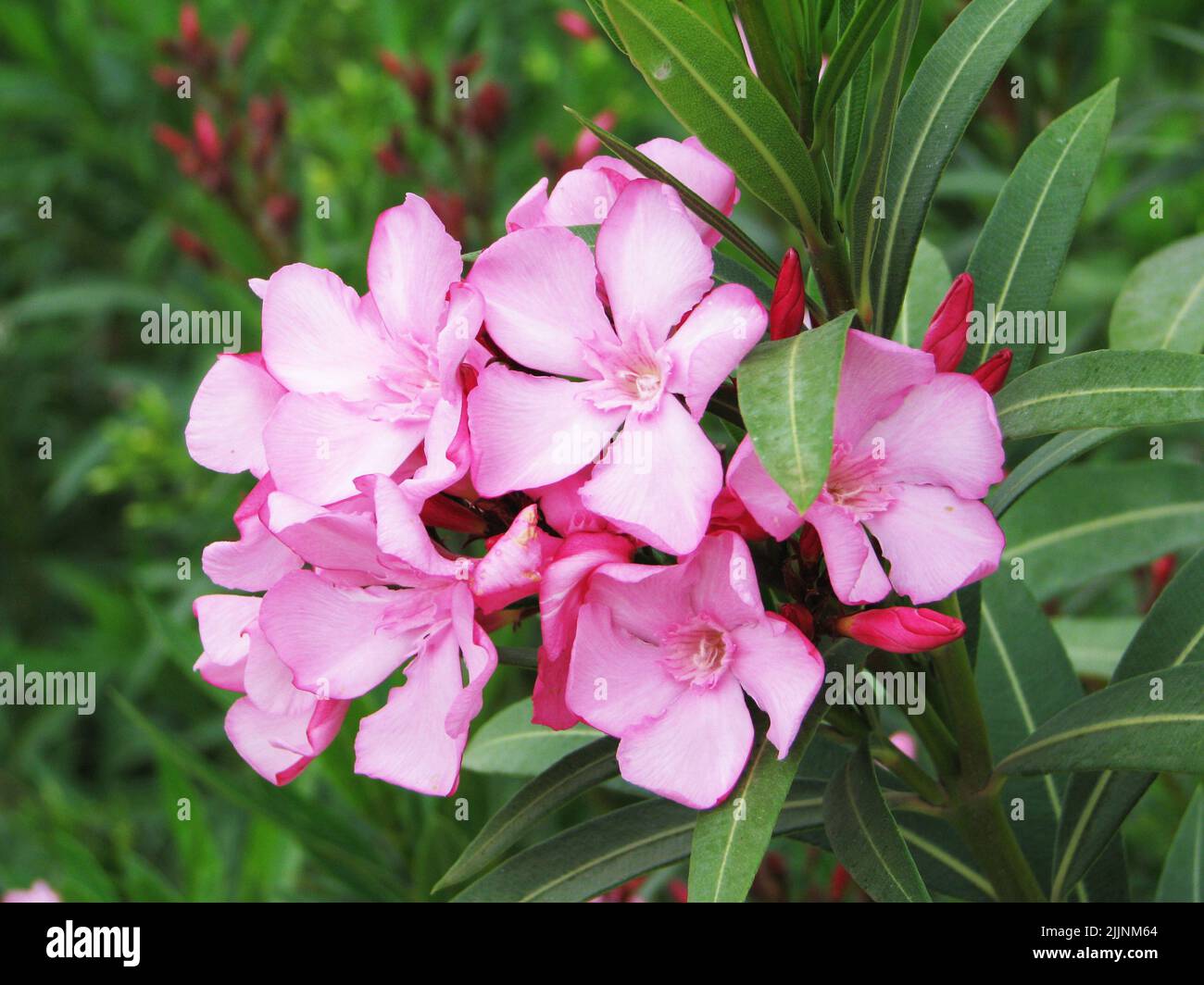 Turkey nature its flowers, plants and berries Stock Photo - Alamy