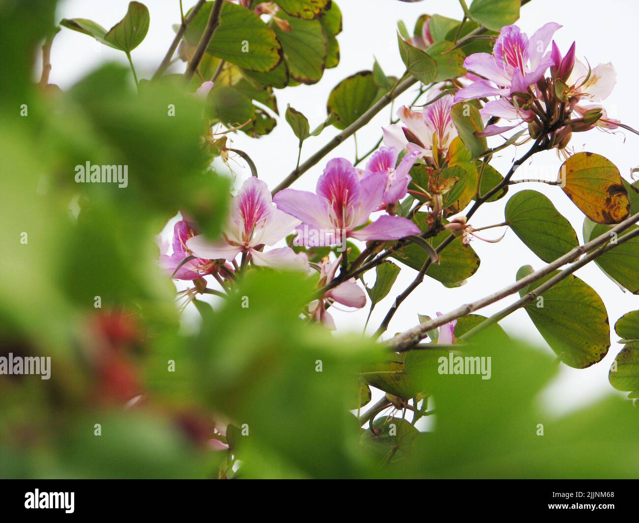 Turkey nature its flowers, plants and berries Stock Photo - Alamy