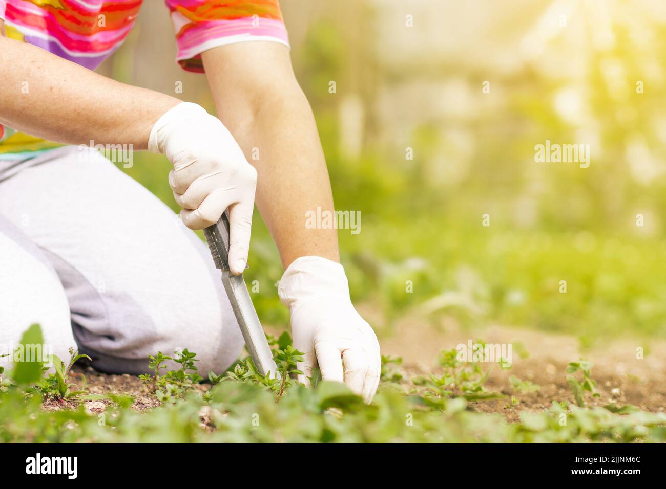 Woman hand clearing, pulling out some weed form her garden, using ...