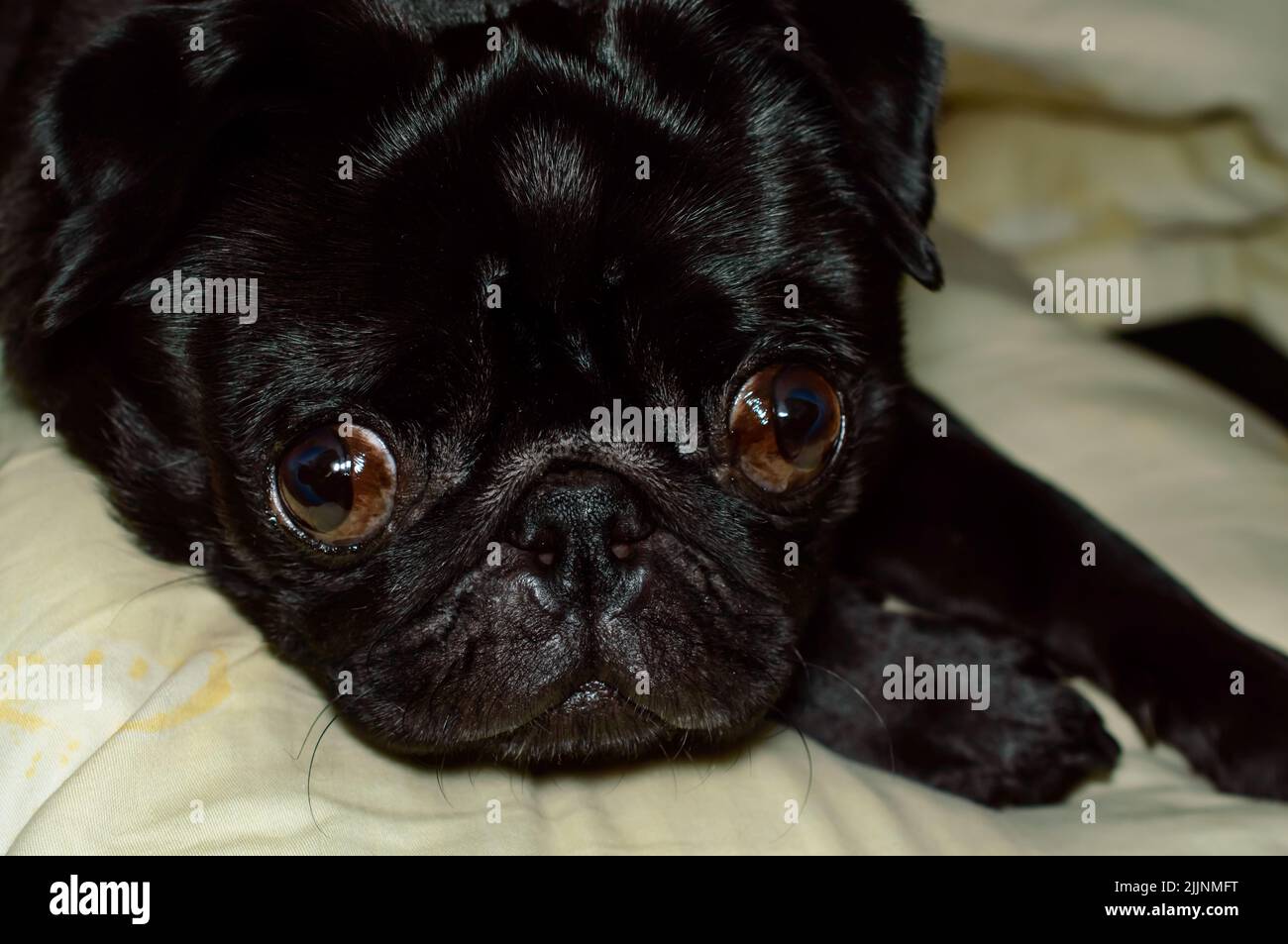Black Pugs With Blue Eyes