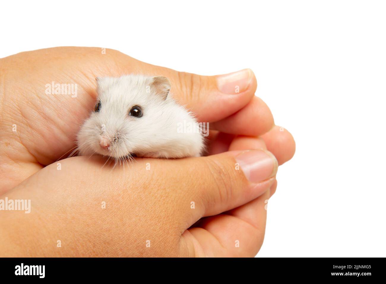 The cute hamster sits on the palm and is covered with the second palm ...