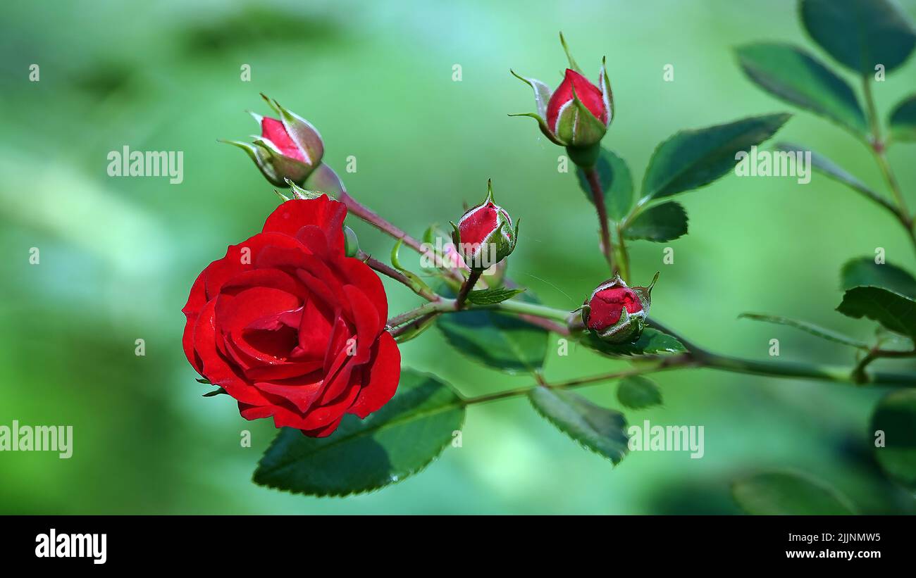 Roses of different varieties and species close-up Stock Photo - Alamy