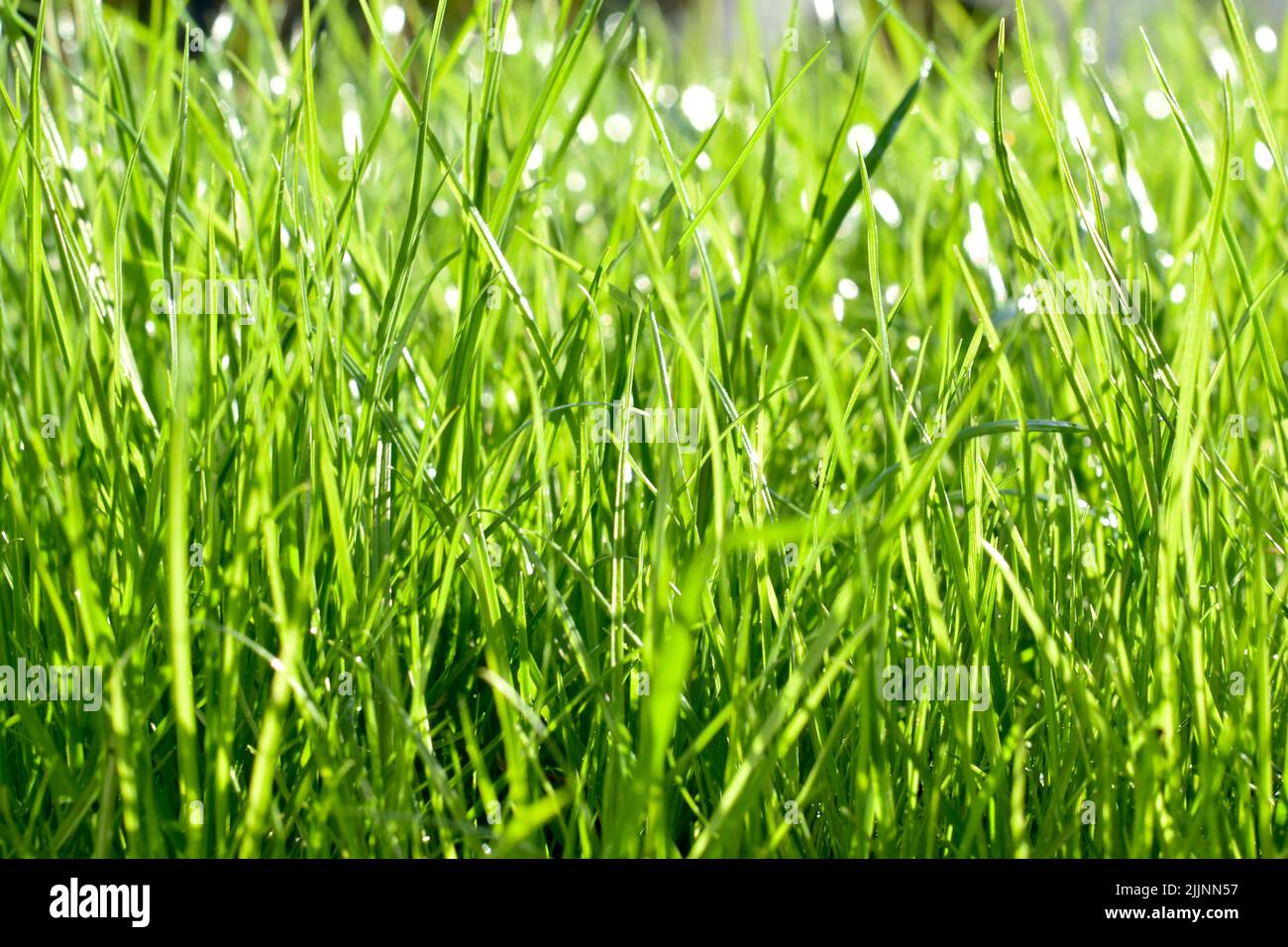 The green grass with drops of dew at sunrise. Beautiful morning ...