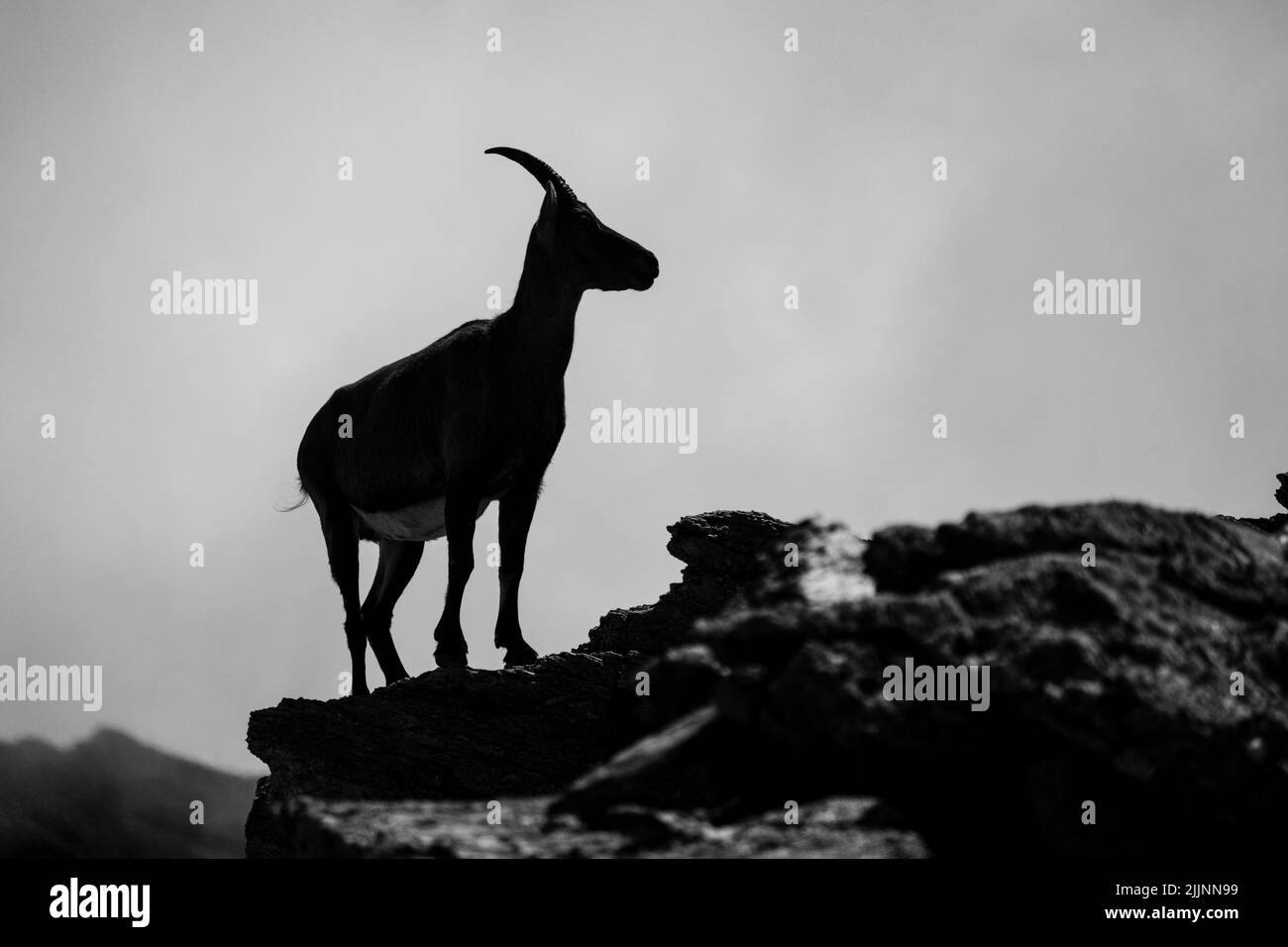 Chamois goat on mountain Black and White Stock Photos & Images - Alamy