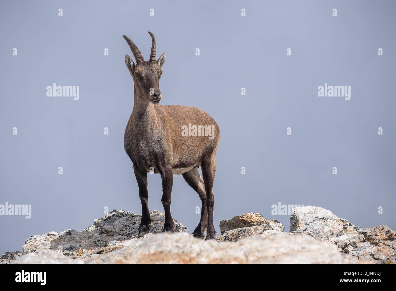 A brown chamois goat with short, sharp horns on the rocky mountain ...